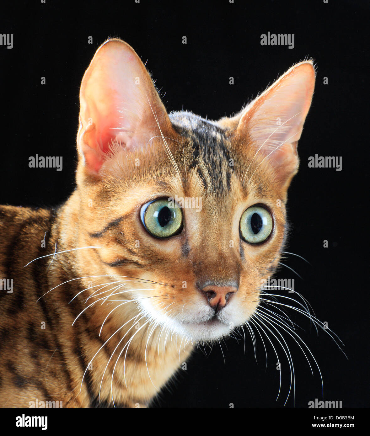 Bengal cat - a descendant of the Asian Leopard Cat Stock Photo - Alamy