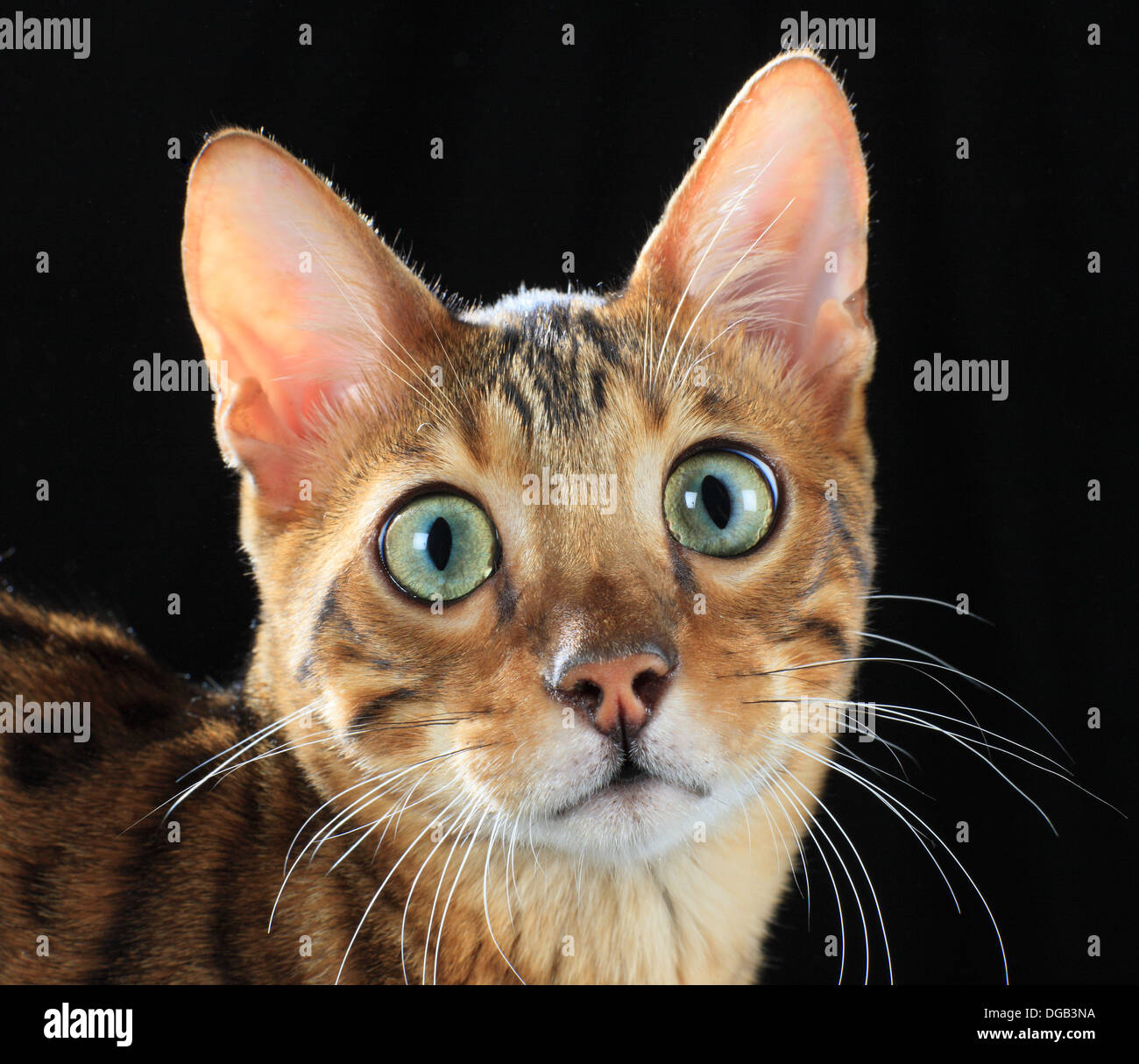 Bengal cat - a descendant of the Asian Leopard Cat Stock Photo - Alamy