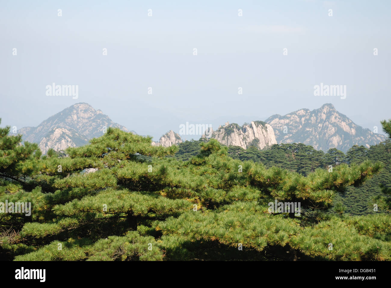 Huangshan pine trees, Huangshan Mount Huang, Anhui province, China ...