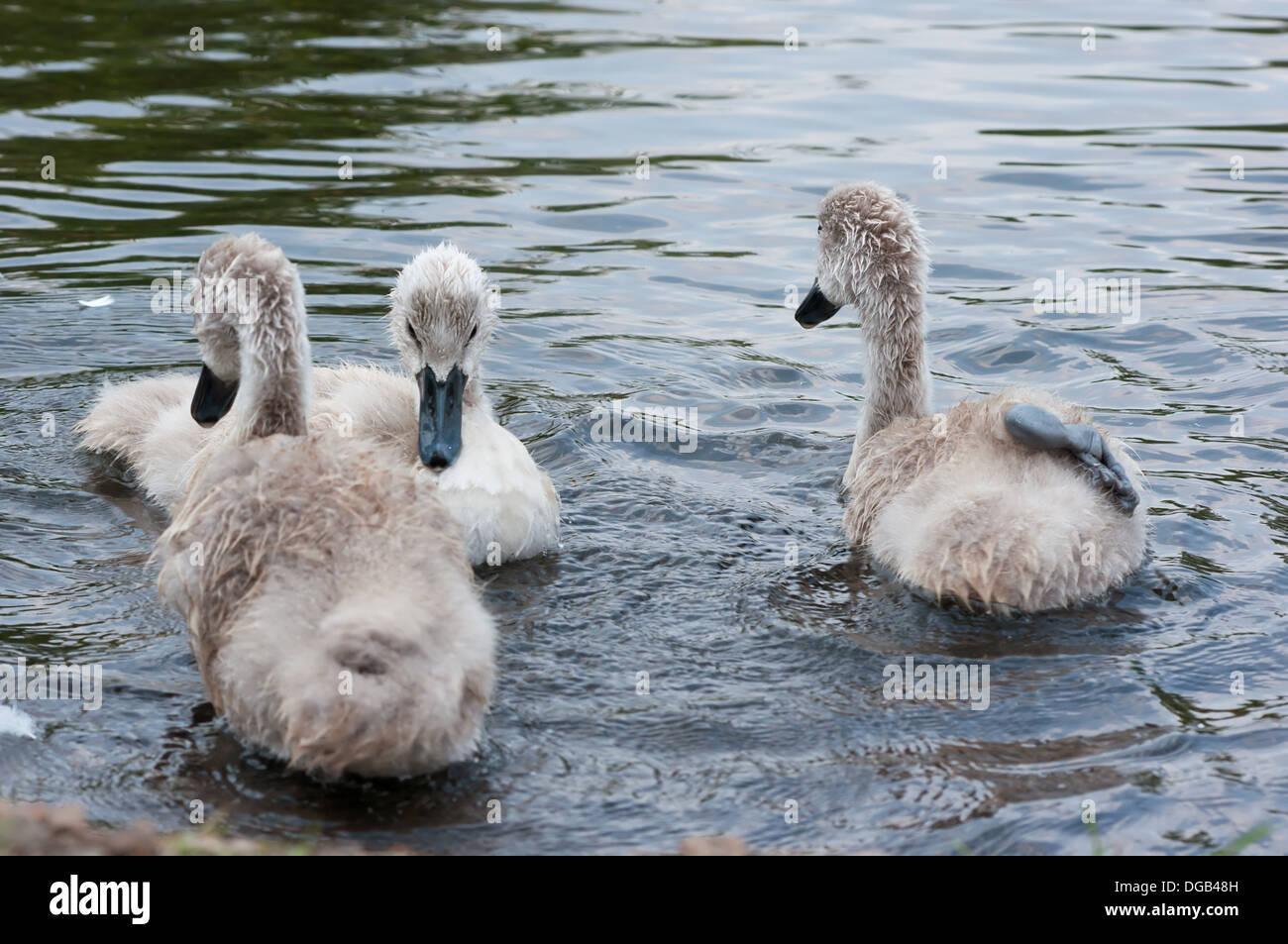 Swan chick mother hi-res stock photography and images - Alamy
