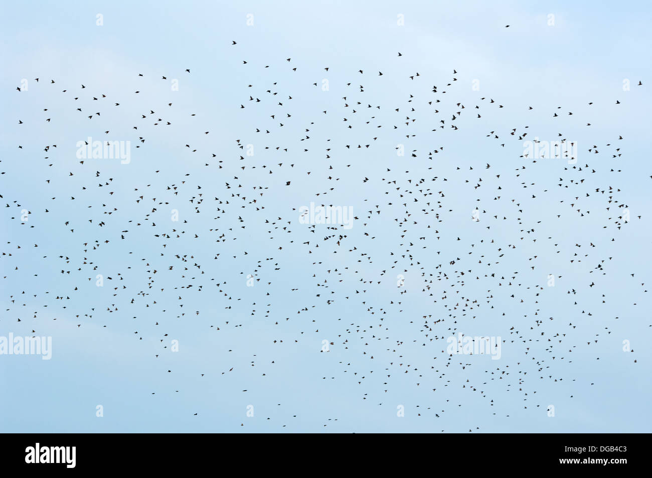 Hundreds birds hi-res stock photography and images - Alamy