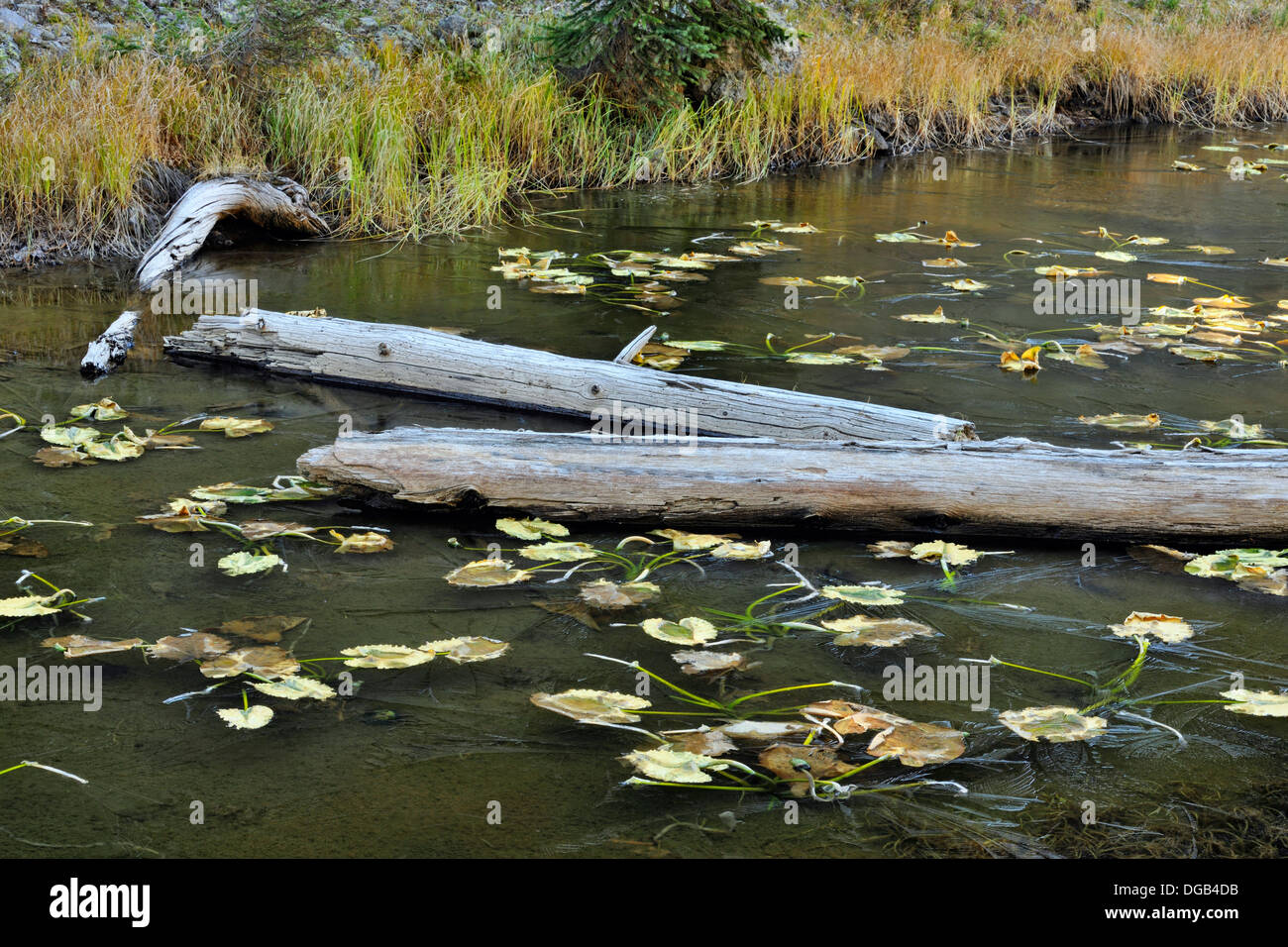 Isa Lake on the Continental Divide with lily pads trapped in fresh ice ...