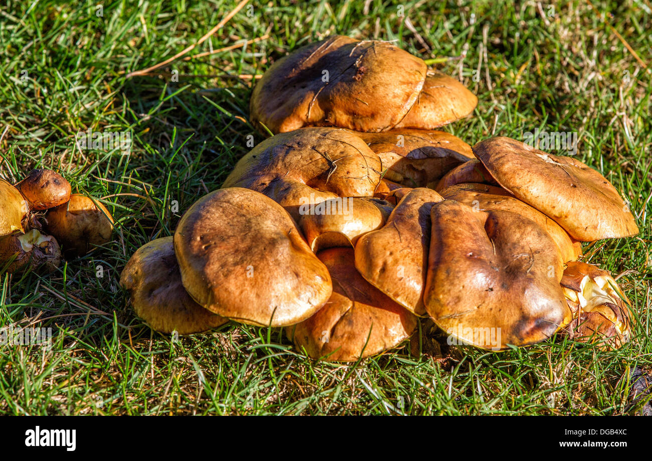 Suillus luteus hi-res stock photography and images - Alamy