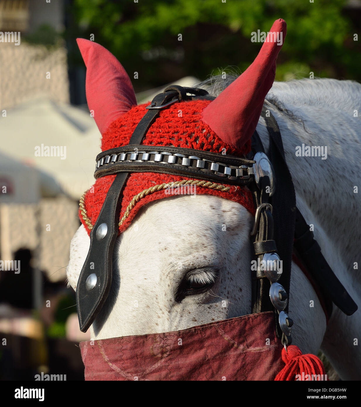 white horse in devils hat Stock Photo - Alamy