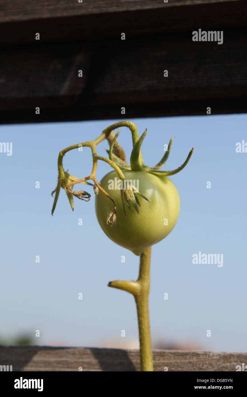 tomato plant growing in garden in italy Stock Photo - Alamy