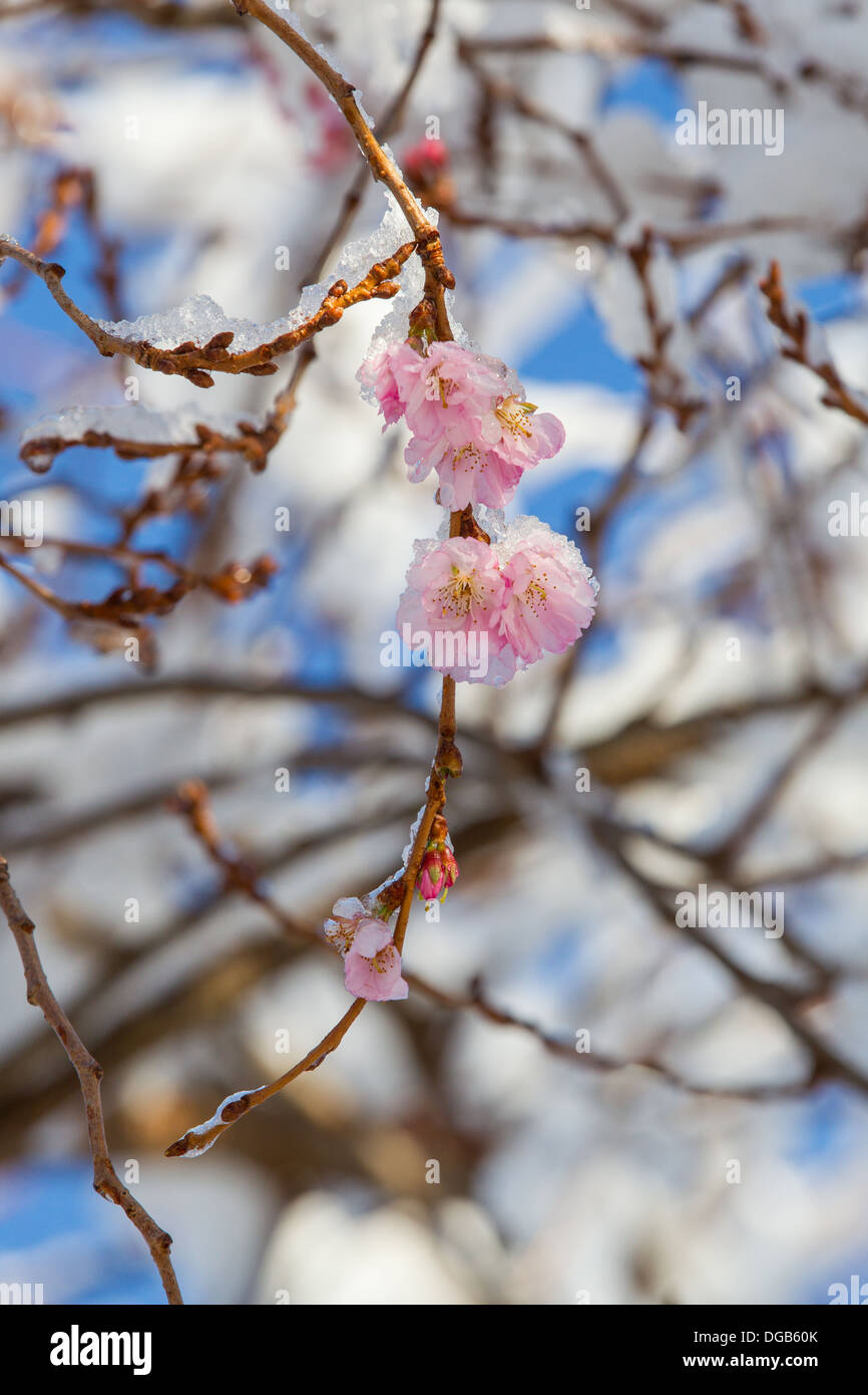 Snow melting on a blossoming prune tree Stock Photo - Alamy
