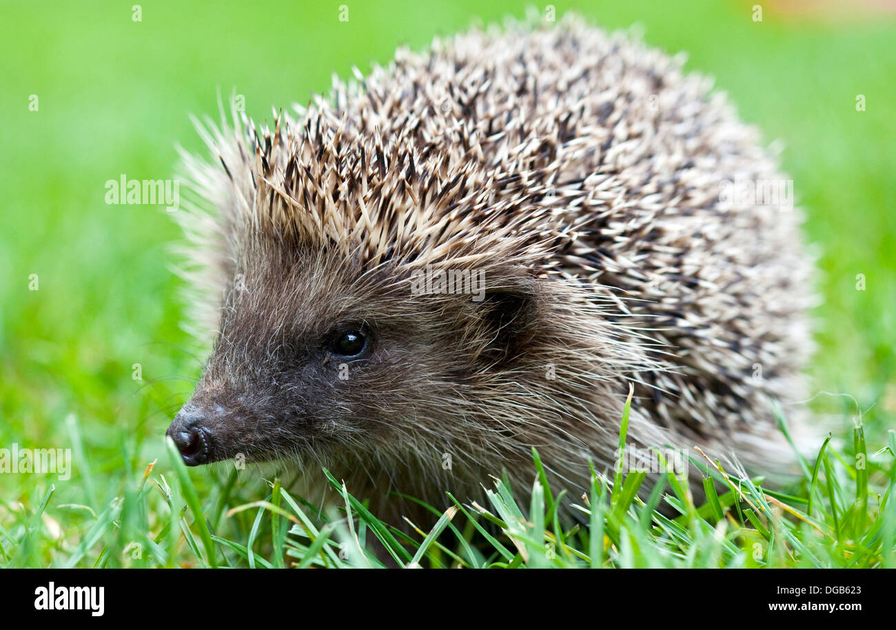 Hedgehog spine hi-res stock photography and images - Alamy