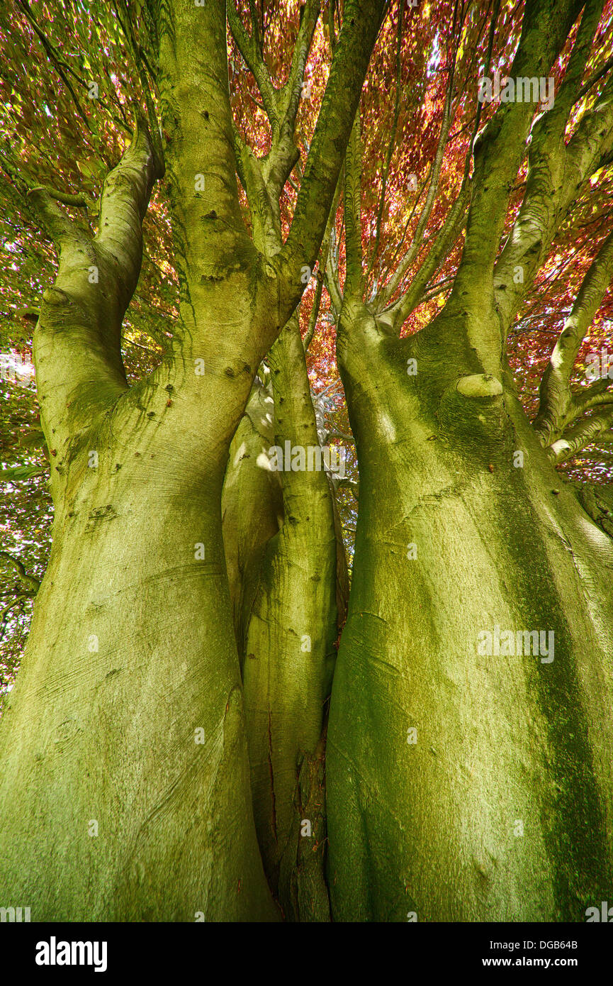 Peculiar Shape Stock Photos & Peculiar Shape Stock Images - Alamy