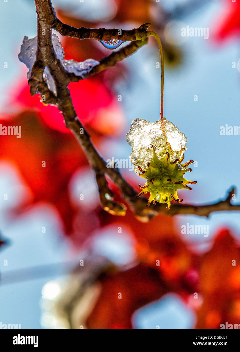 Snow melting on a tree with red leaves Stock Photo - Alamy