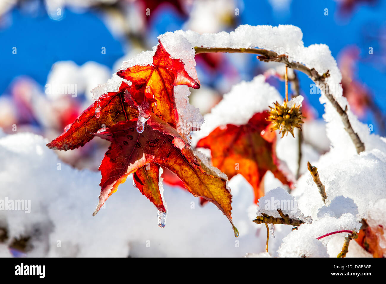 Snow melting on a tree with red leaves Stock Photo - Alamy