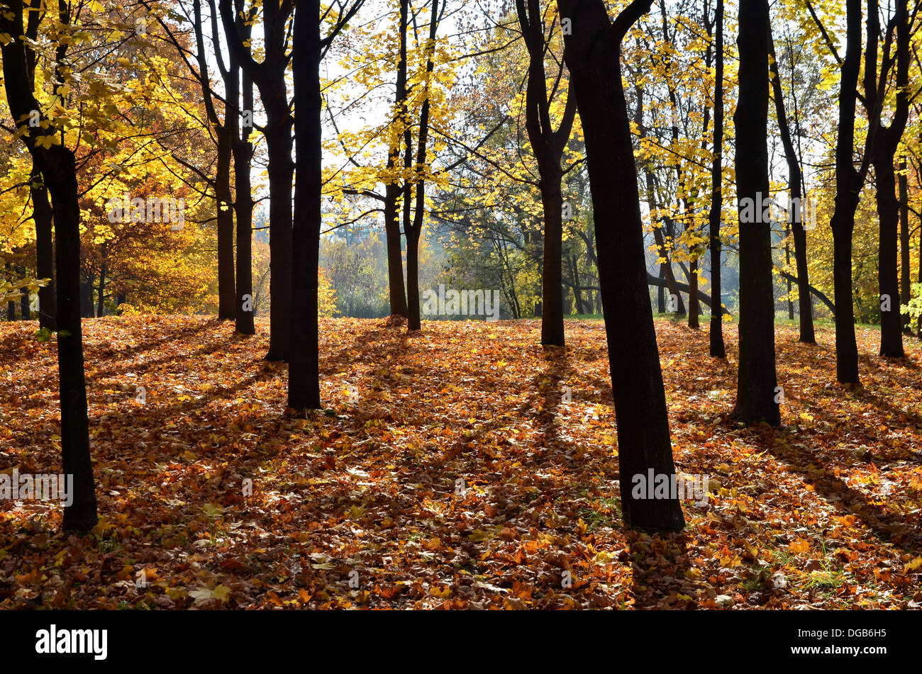 Forest on top hi-res stock photography and images - Alamy