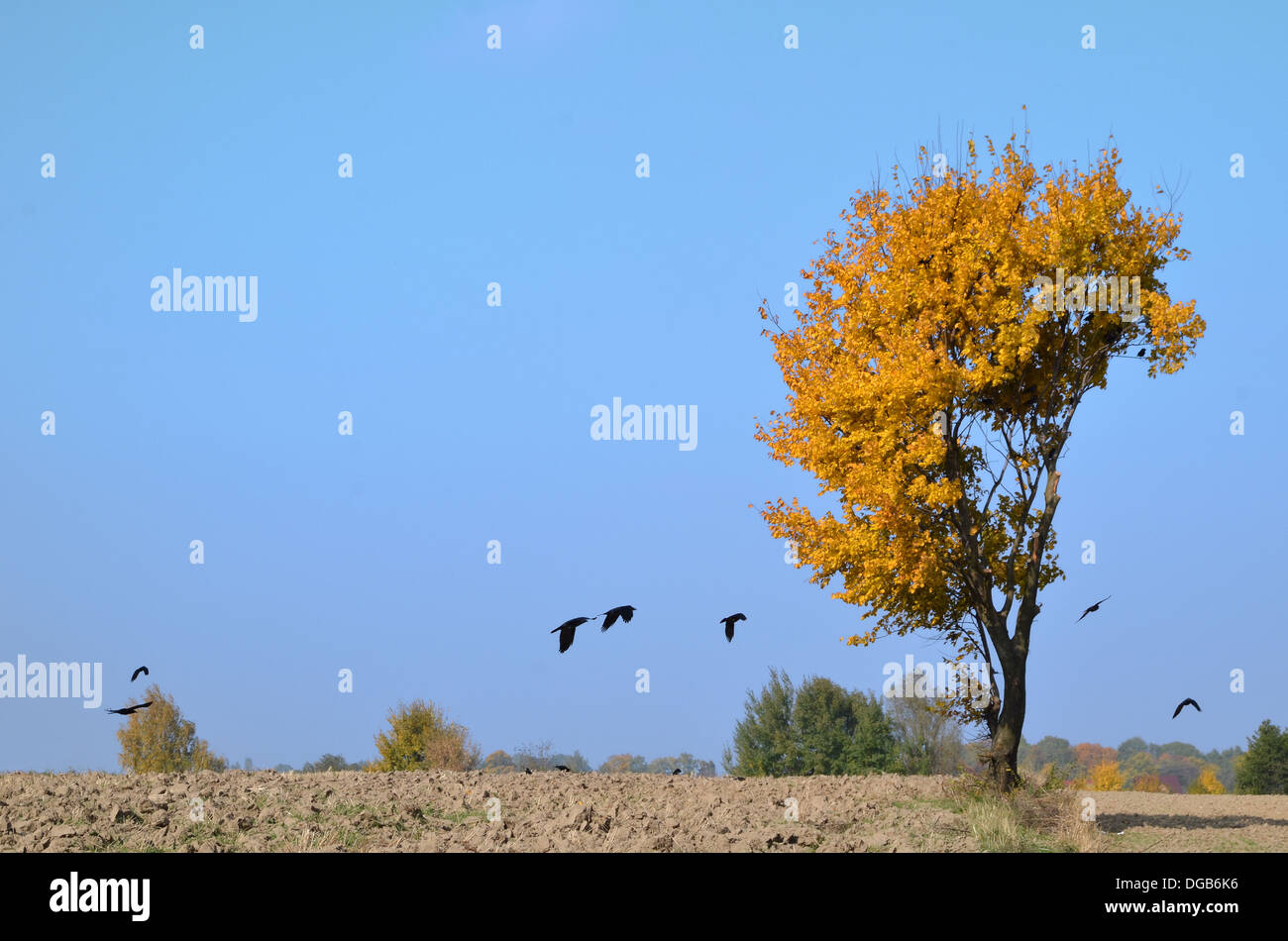 yellow tree with crows Stock Photo - Alamy