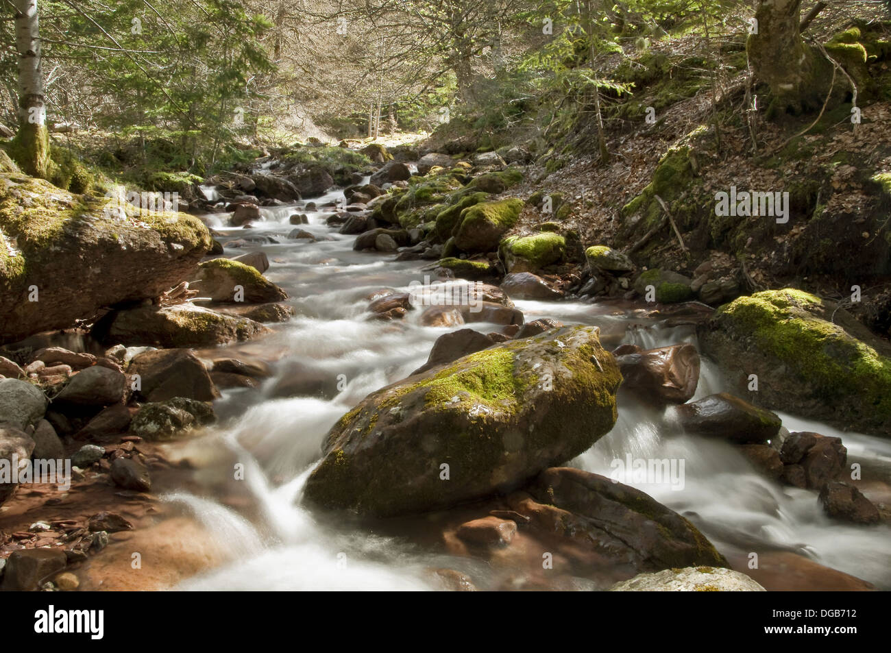 Ecosistema de hábitat hi-res stock photography and images - Alamy