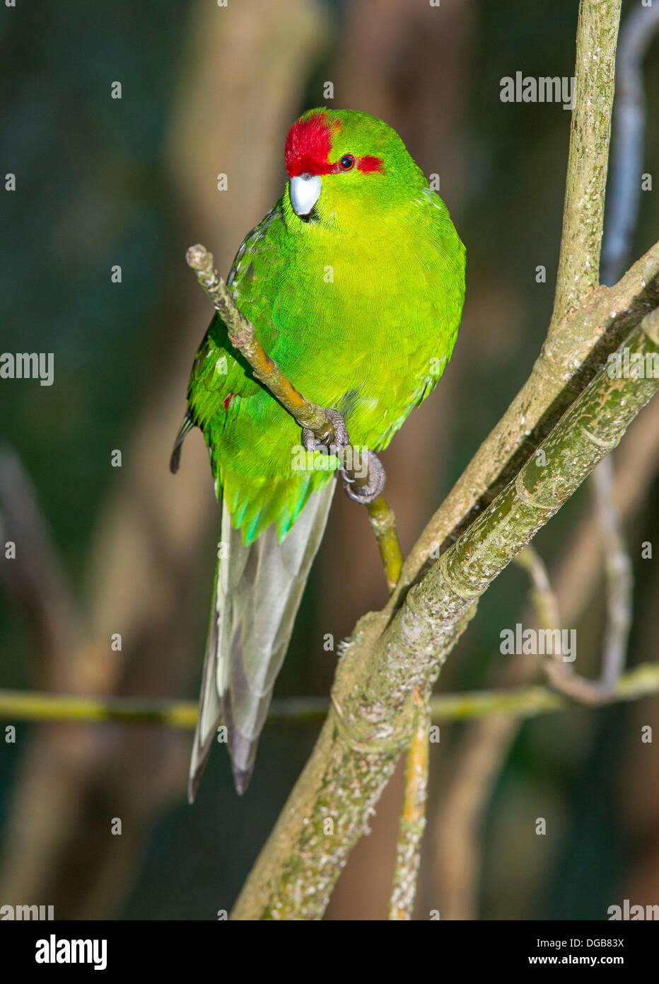 Red-crowned parakeet Cyanoramphus novaezelandiae (Sparrman, 1787 Stock ...