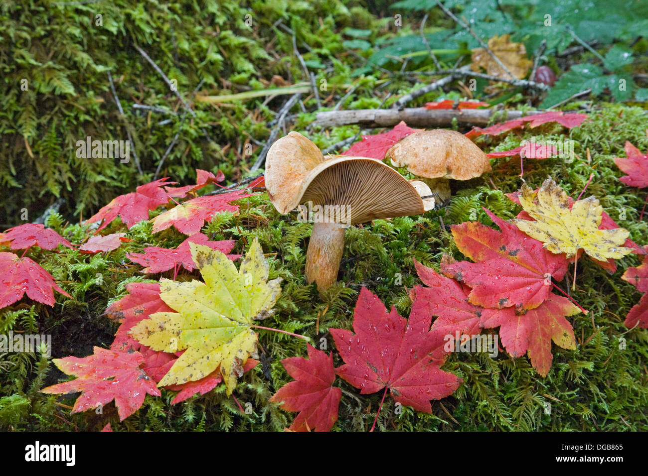 A russula wild mushroom on an old conifer log in October, in the ...