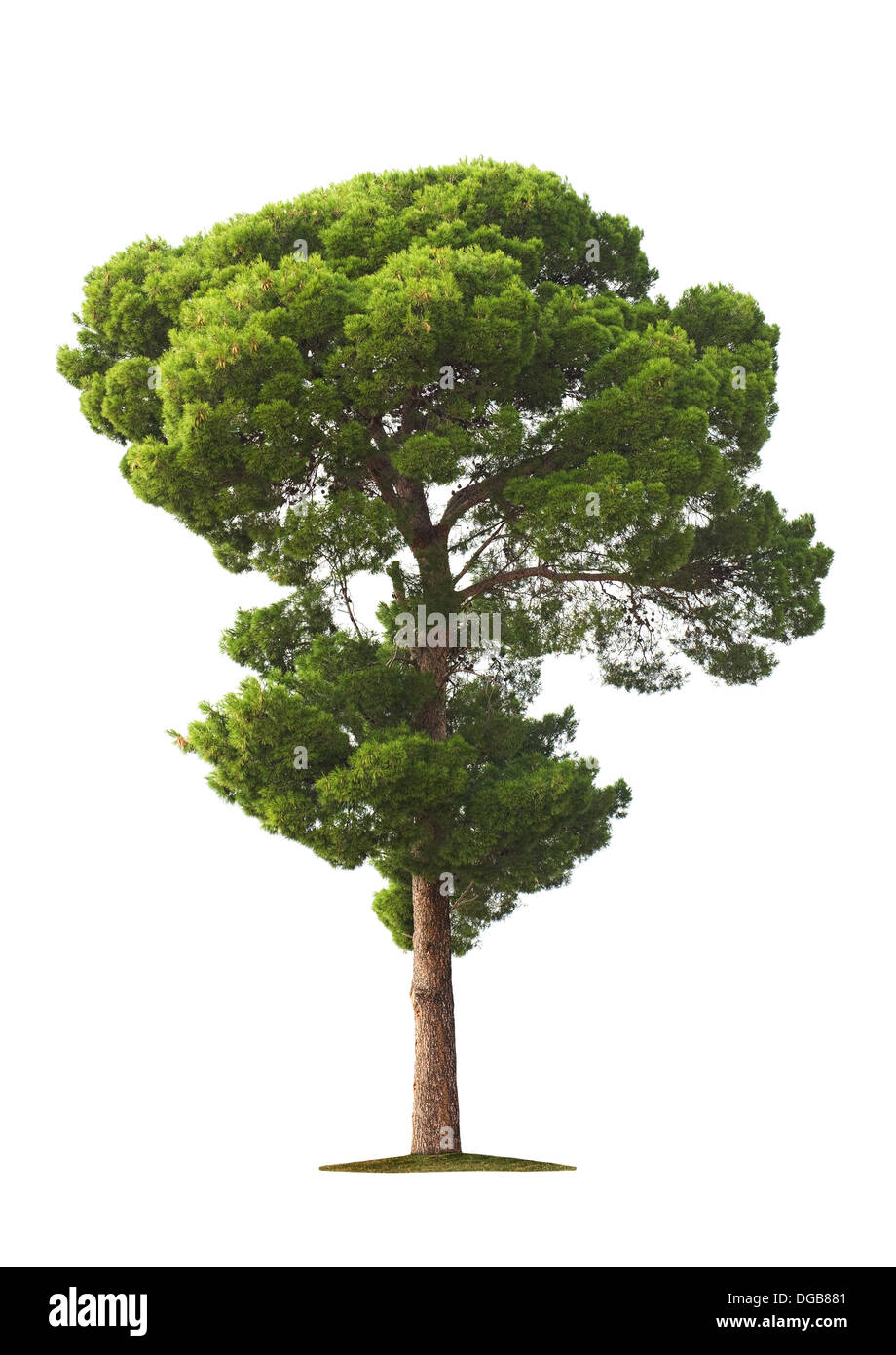 Green beautiful and tall tree isolated on white background Stock Photo ...