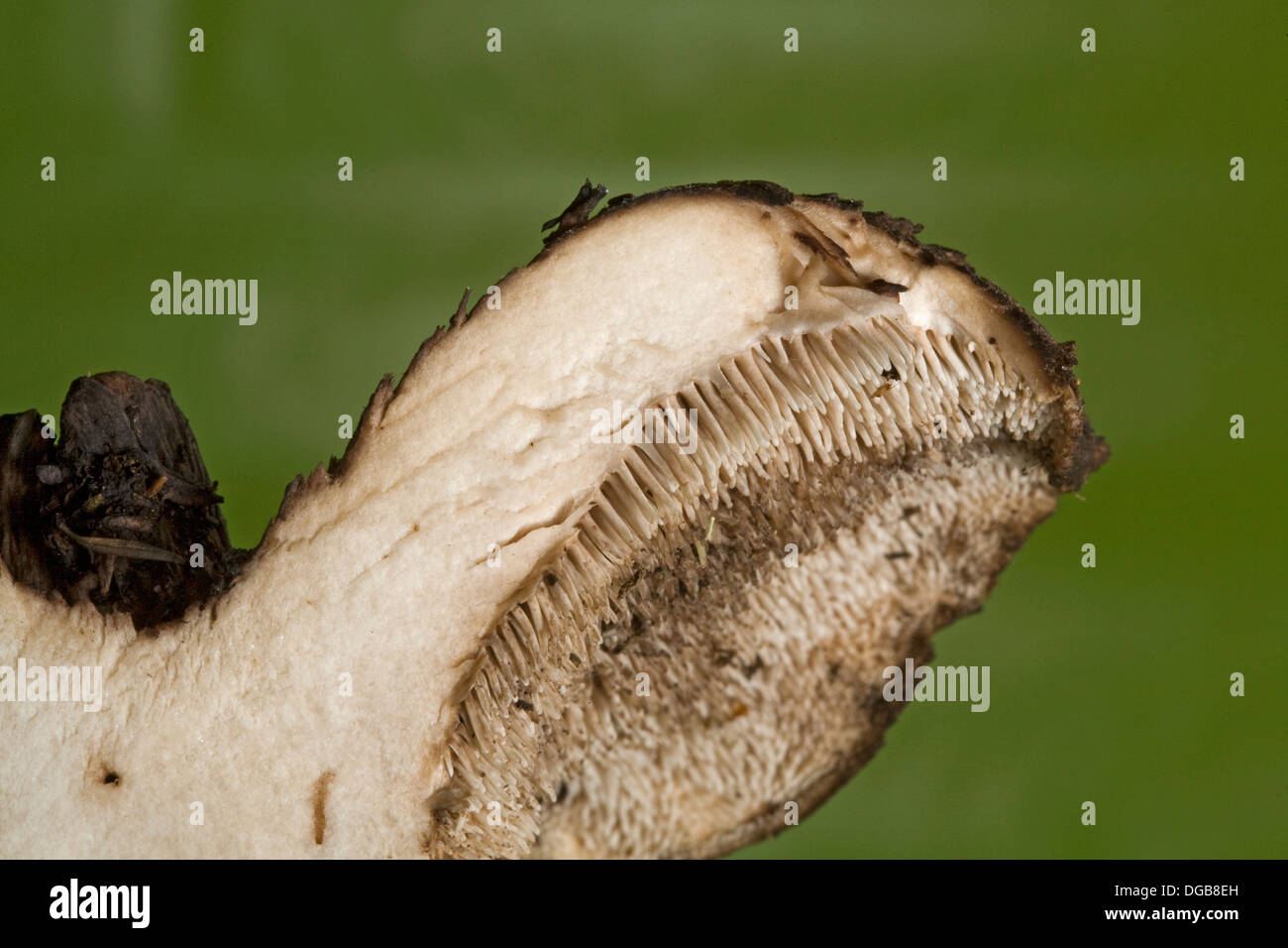 A wild mushroom with teeth or spines instead of gills, beneath the cap ...