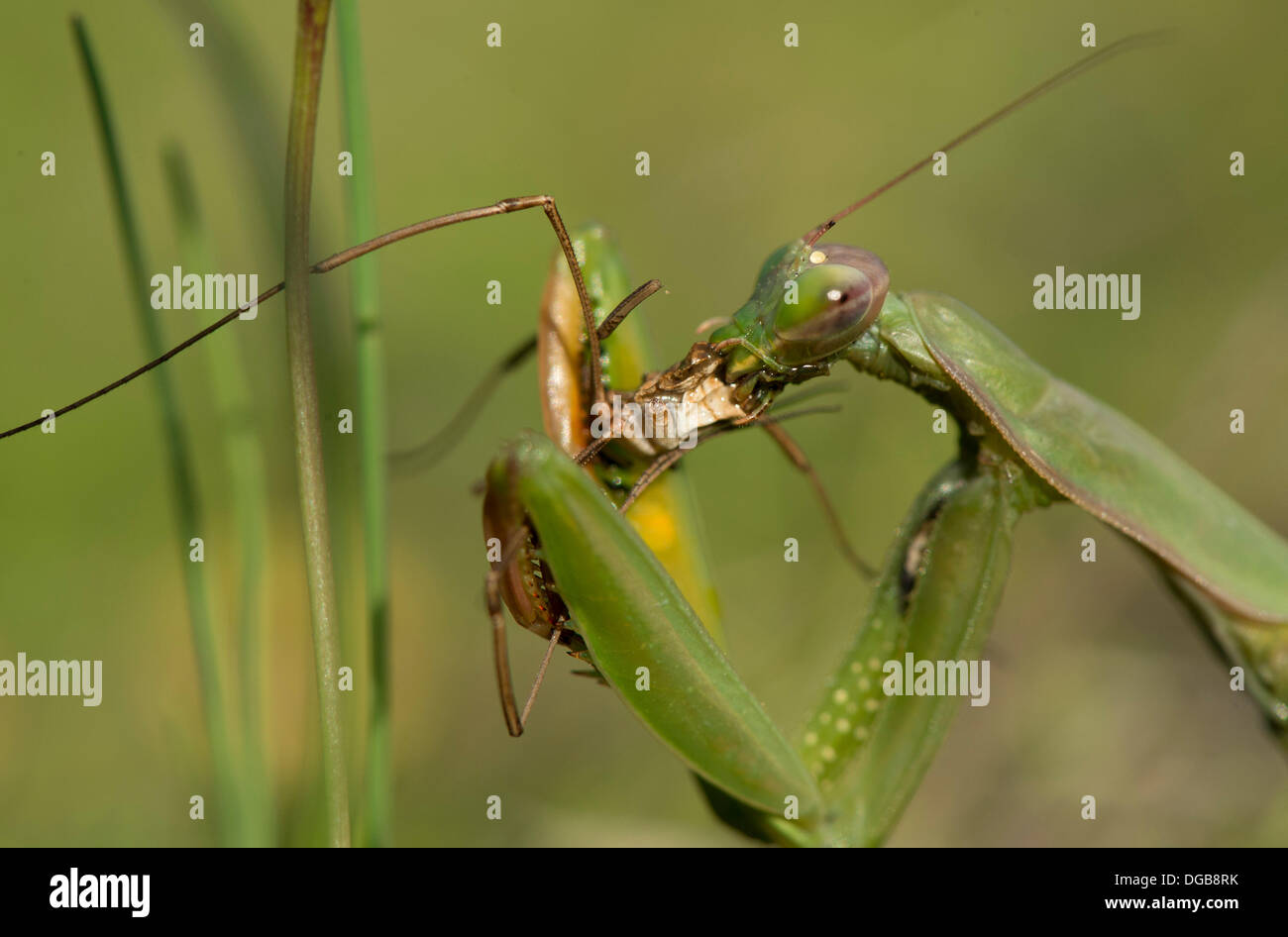 Elkton, Oregon, USA. 17th Oct, 2013. A praying mantis feeds on a bug it ...