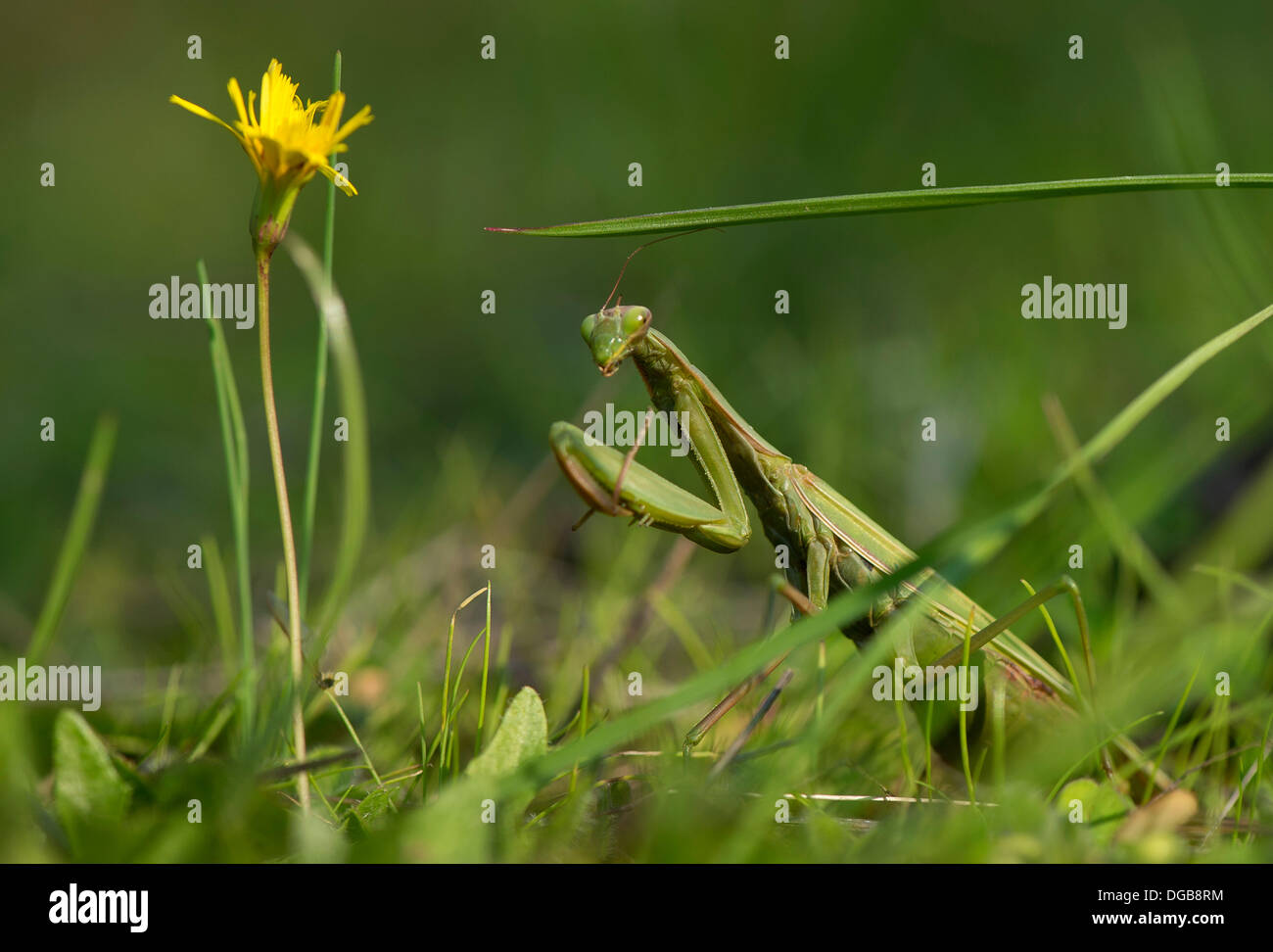 Prey larger insects hi-res stock photography and images - Alamy