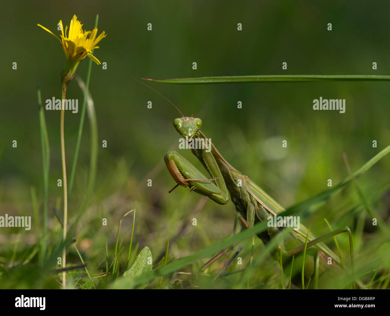 Prey larger insects hi-res stock photography and images - Alamy