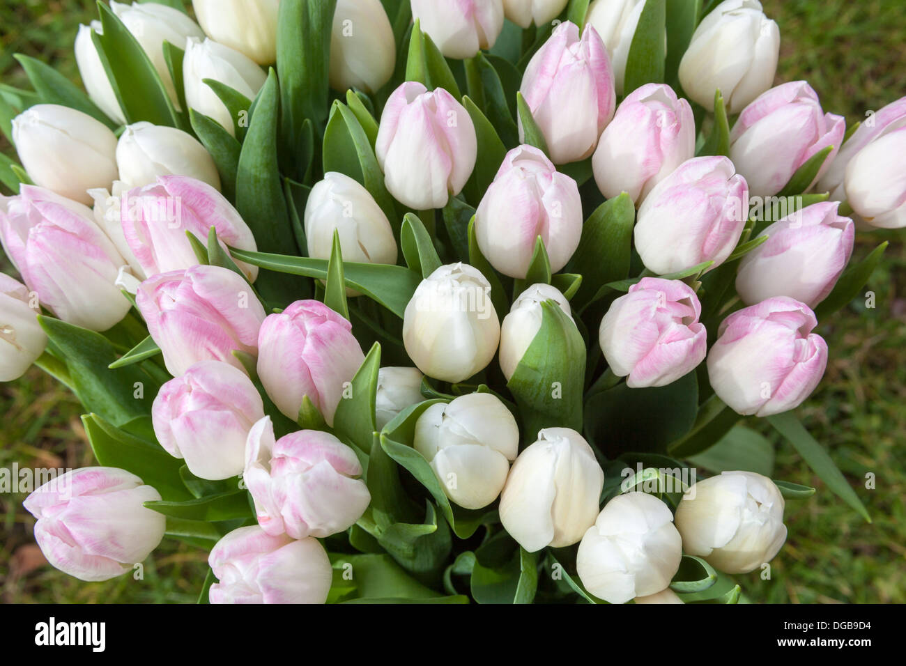 Pink And White Tulips