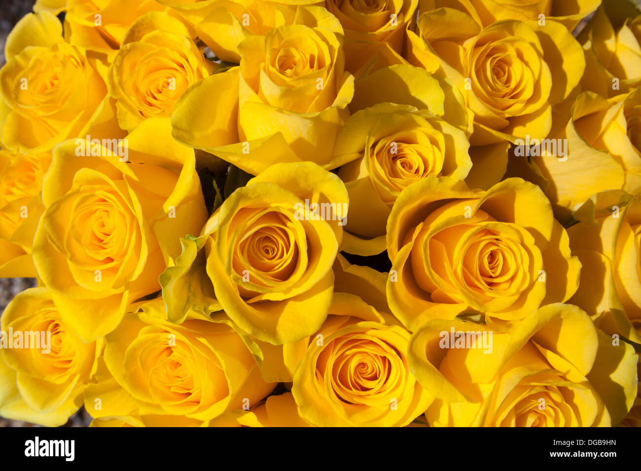 Many colors roses hi-res stock photography and images - Alamy