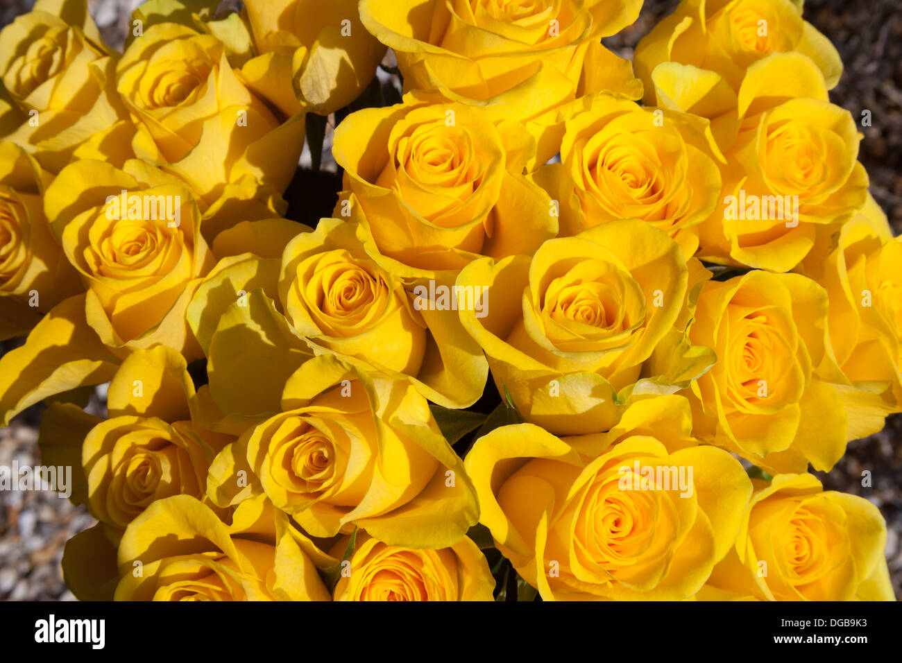 Many colors roses hi-res stock photography and images - Alamy