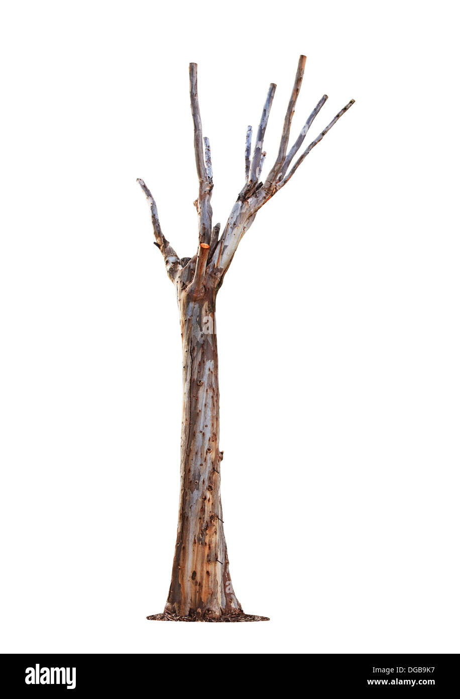 Single old and dead tree isolated on white background Stock Photo - Alamy