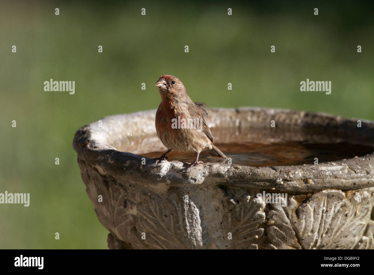 Garden bird bath water feature hi-res stock photography and images - Alamy