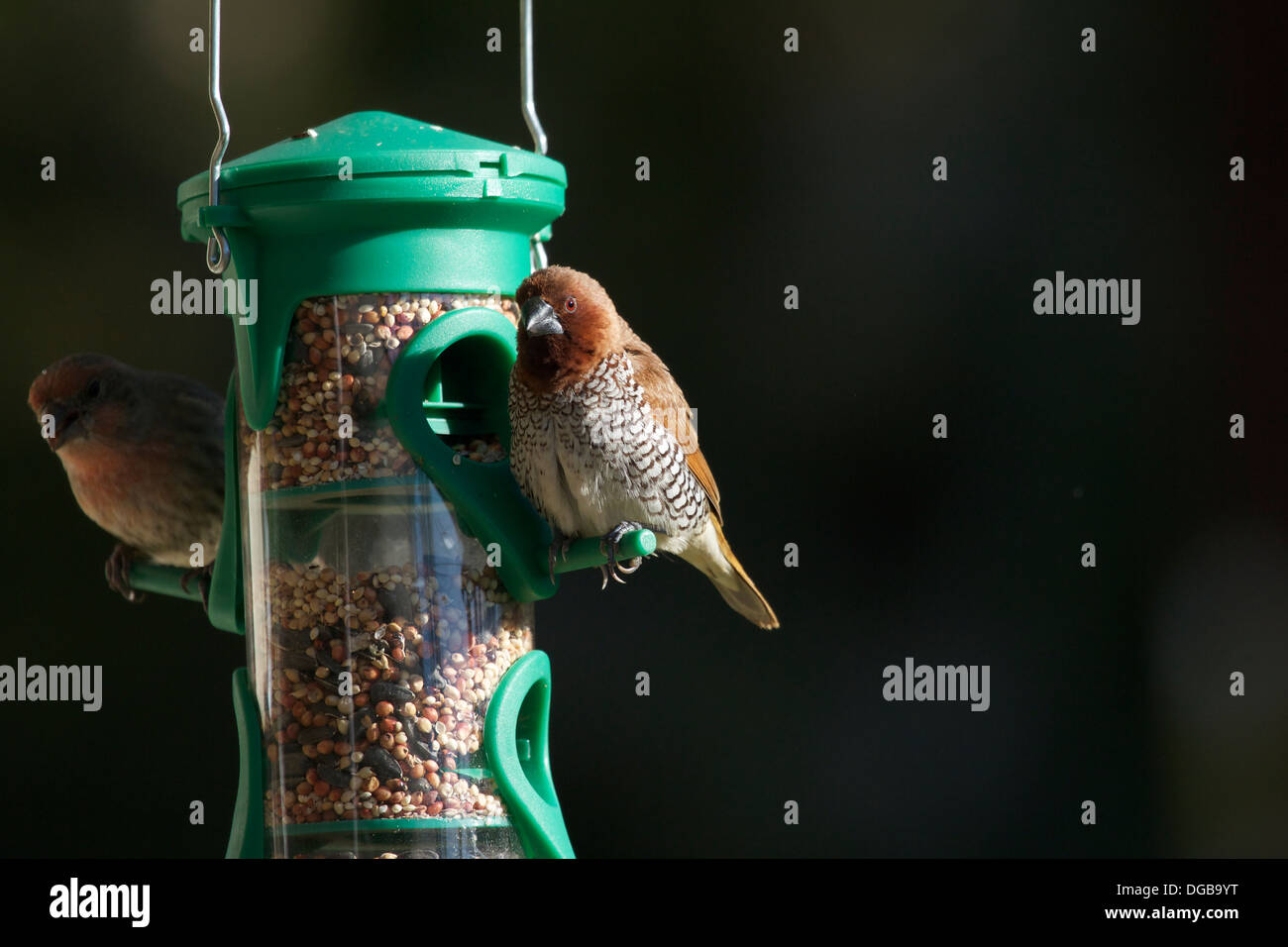 Scaly-breasted Munia also known as Nutmeg Mannikin (Lonchura punctulata ...