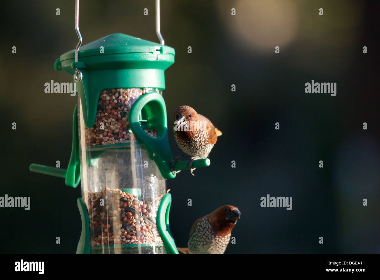Scaly-breasted Munia also known as Nutmeg Mannikin (Lonchura punctulata ...
