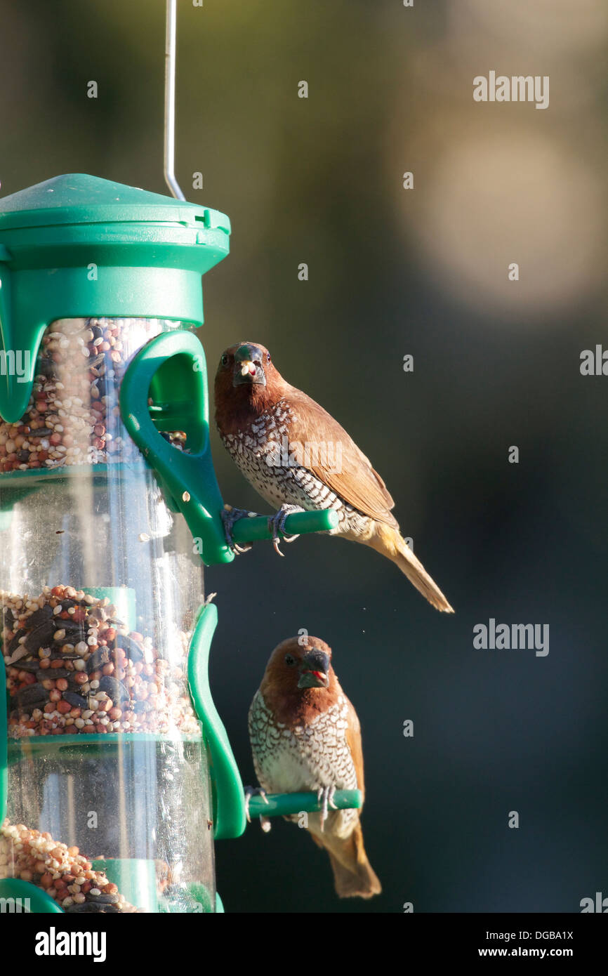 Scaly-breasted Munia also known as Nutmeg Mannikin (Lonchura punctulata ...