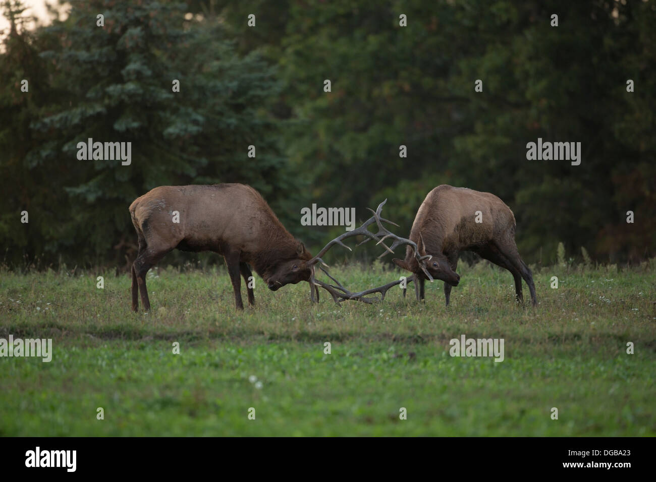 North American elk,(wapiti) Cervus elaphus, during rut, Pennsylvania ...