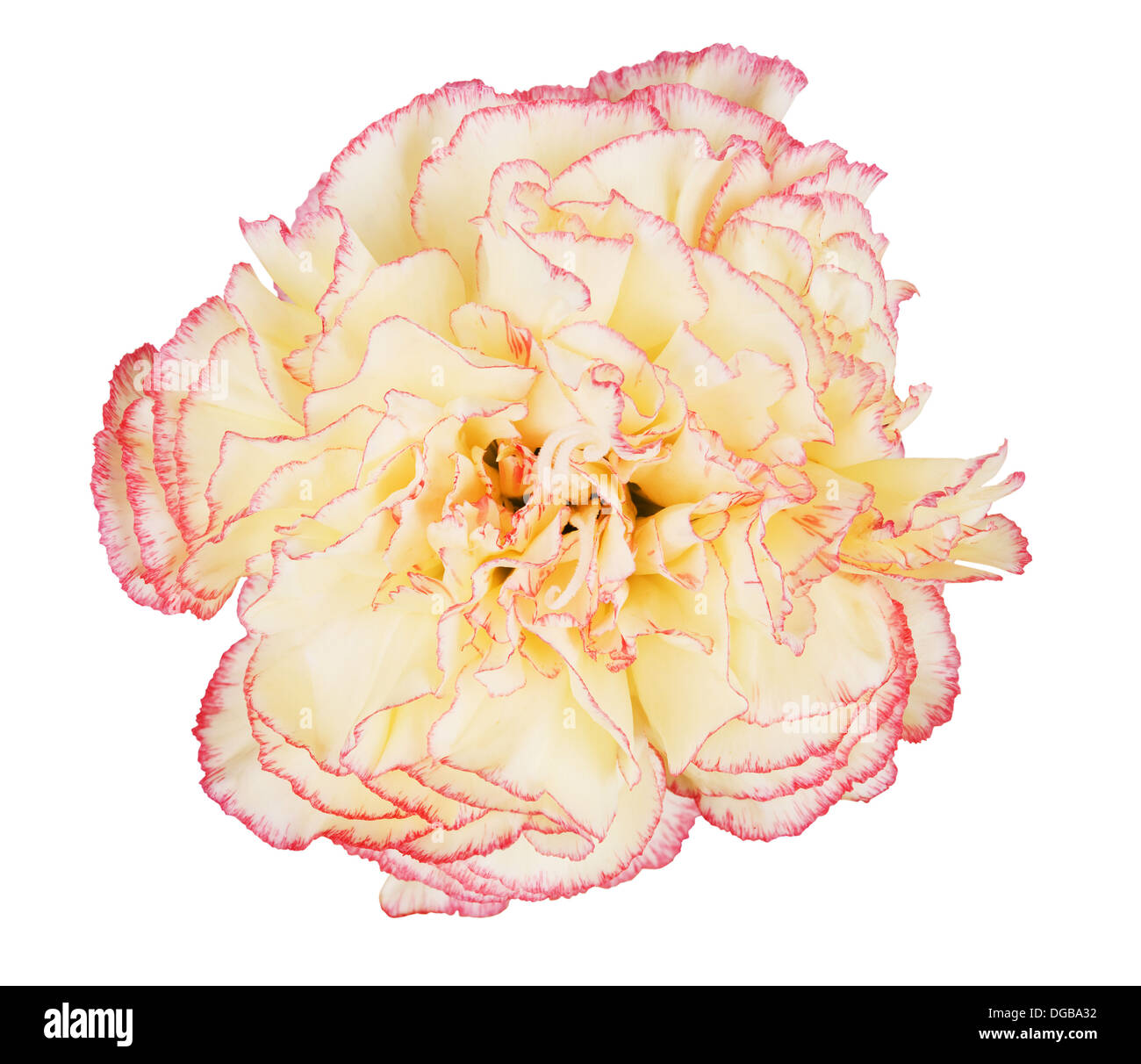Beautiful multicolored carnation isolated on white background Stock ...