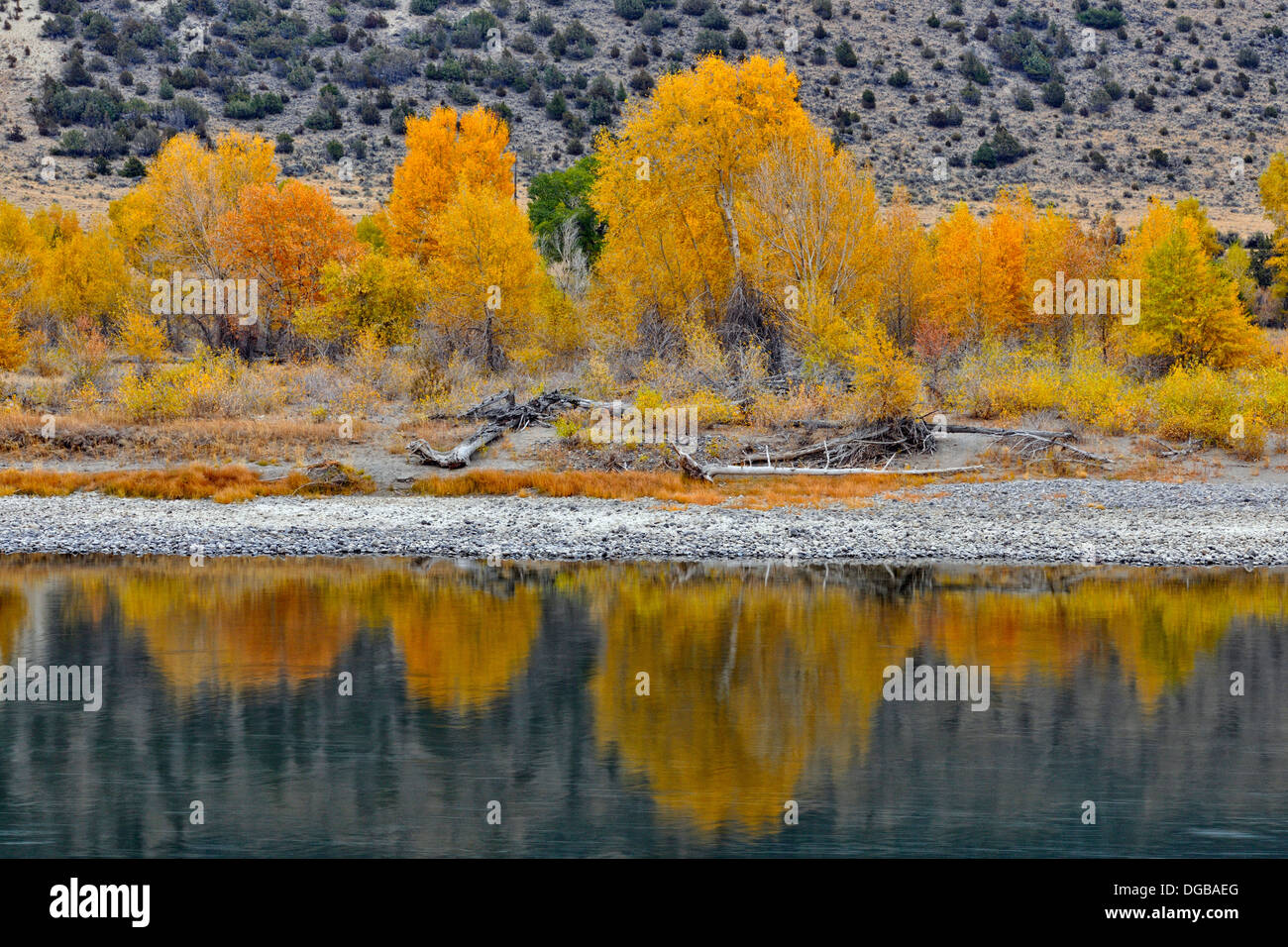 Autumn foliage on cottonwoods along the Yellowstone River near ...