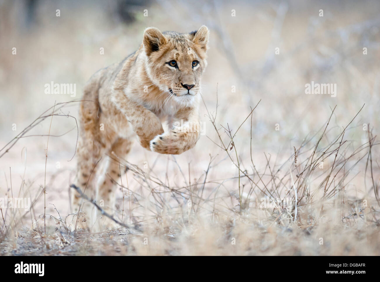 Jumping male lion hi-res stock photography and images - Alamy