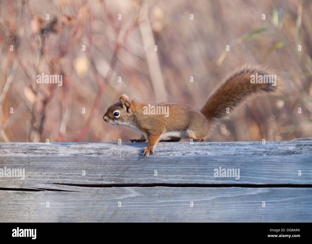 American red squirrel hi-res stock photography and images - Alamy