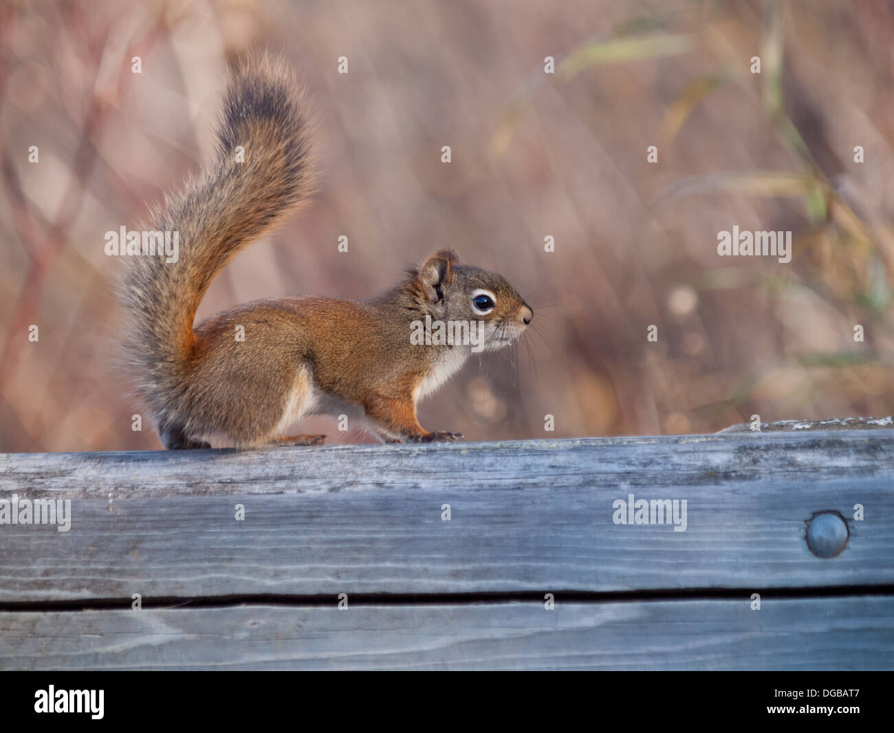 American red squirrel hi-res stock photography and images - Alamy