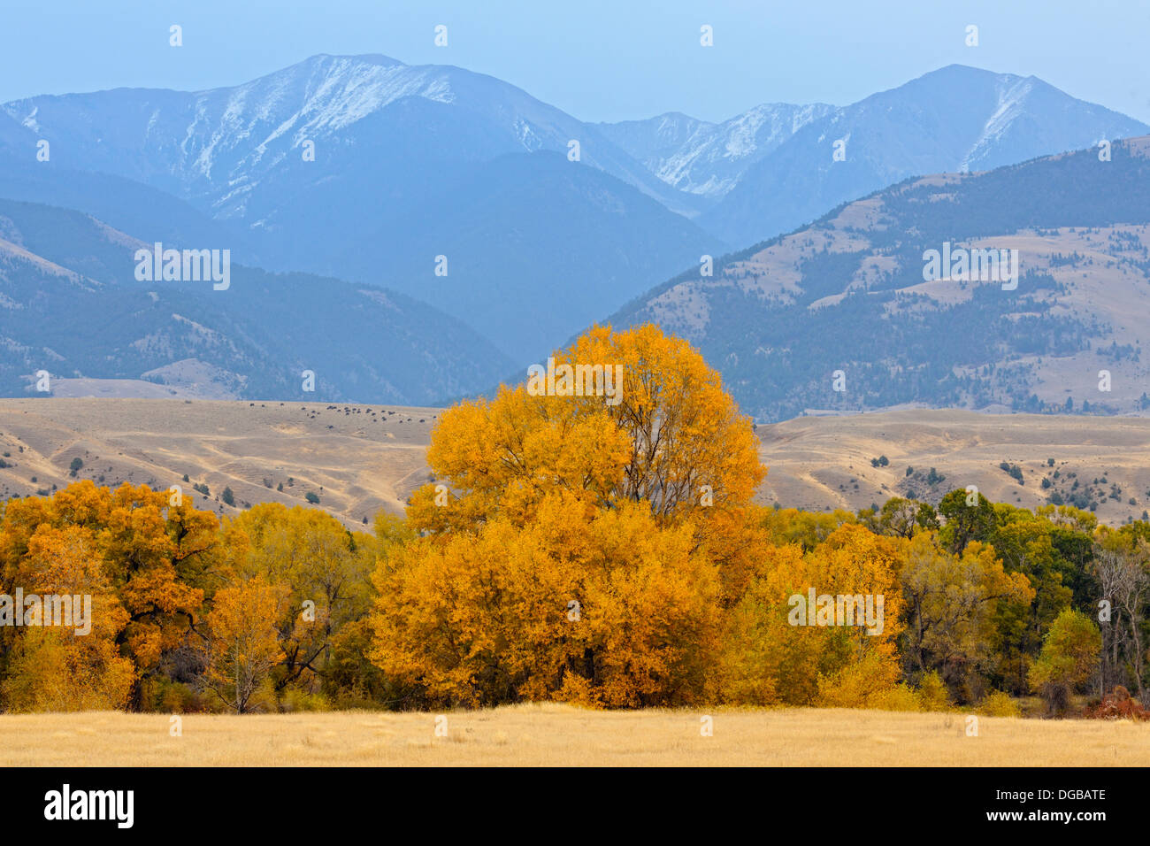Autumn cottonwoods and the Absaroka Range near Livingston Montana USA ...