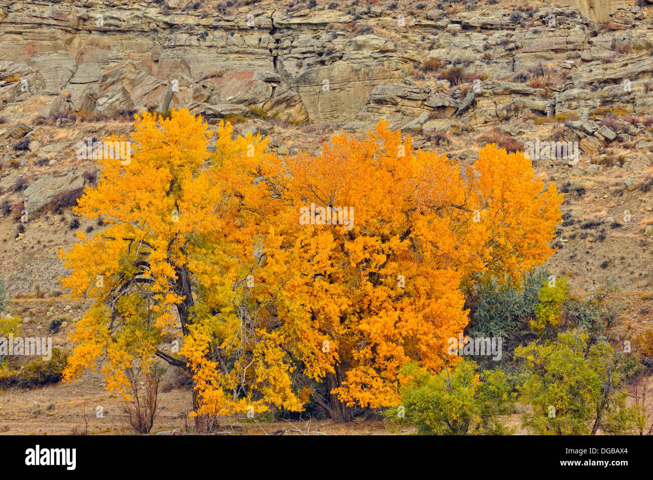 Autumn cottonwoods in the Yellowstone River Valley Park City near ...