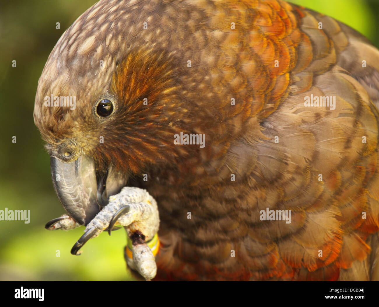 A close-up portrait of a Kaka feeding Stock Photo - Alamy