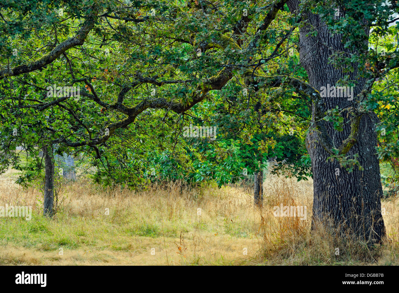 Garry oak/scrub oak trees in Beacon Hill Park Victoria British Columbia ...