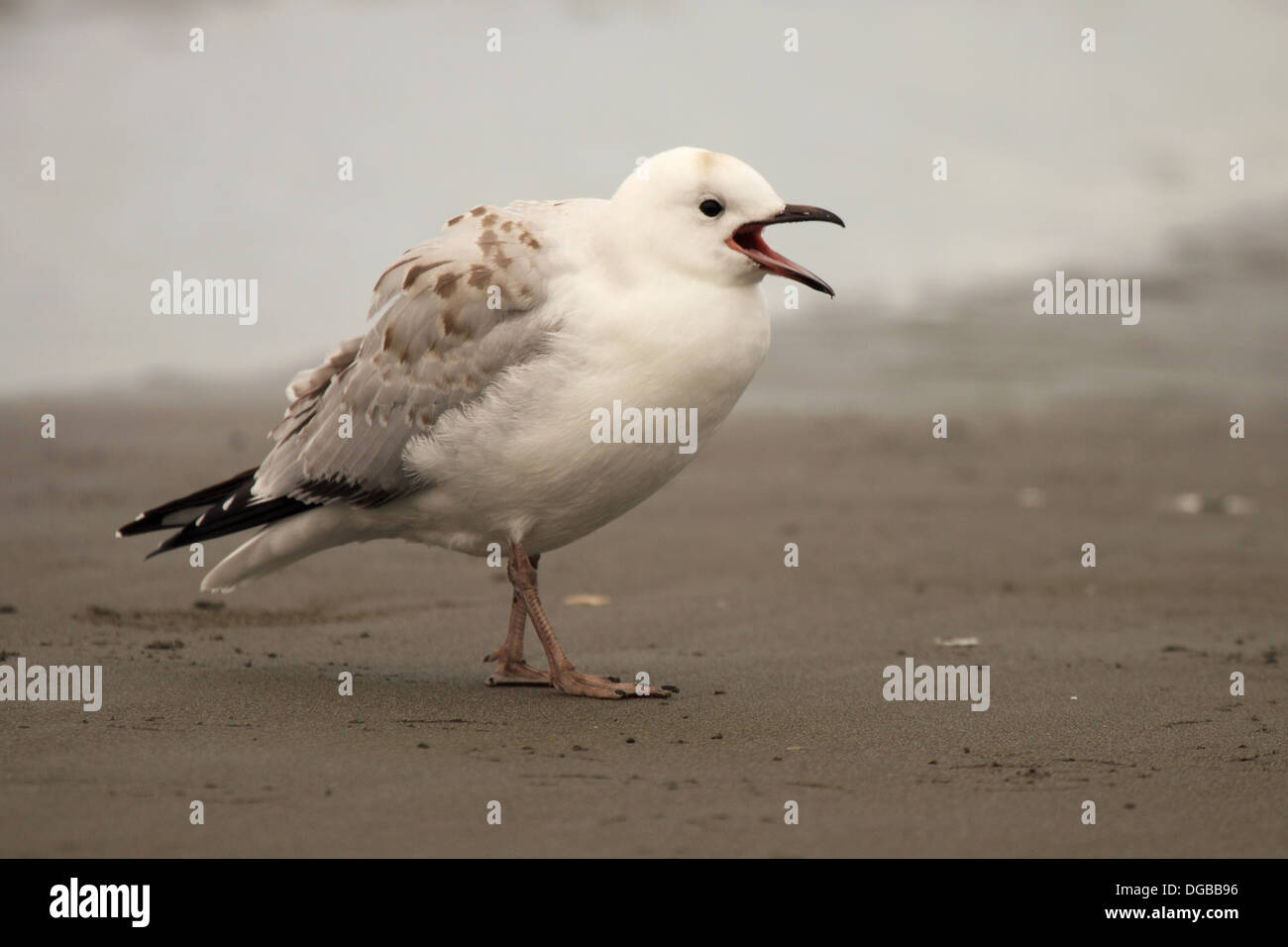 Seagull song island hi-res stock photography and images - Alamy