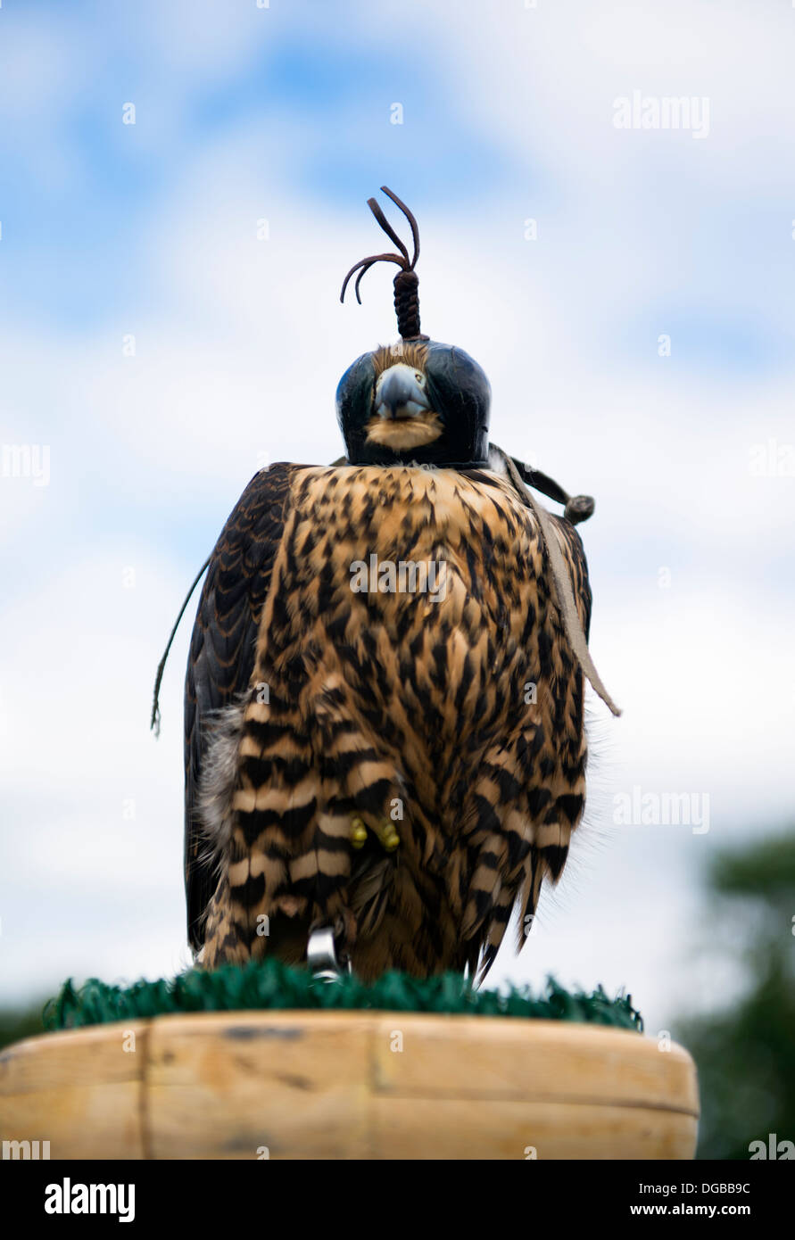 Falconry bird hi-res stock photography and images - Alamy