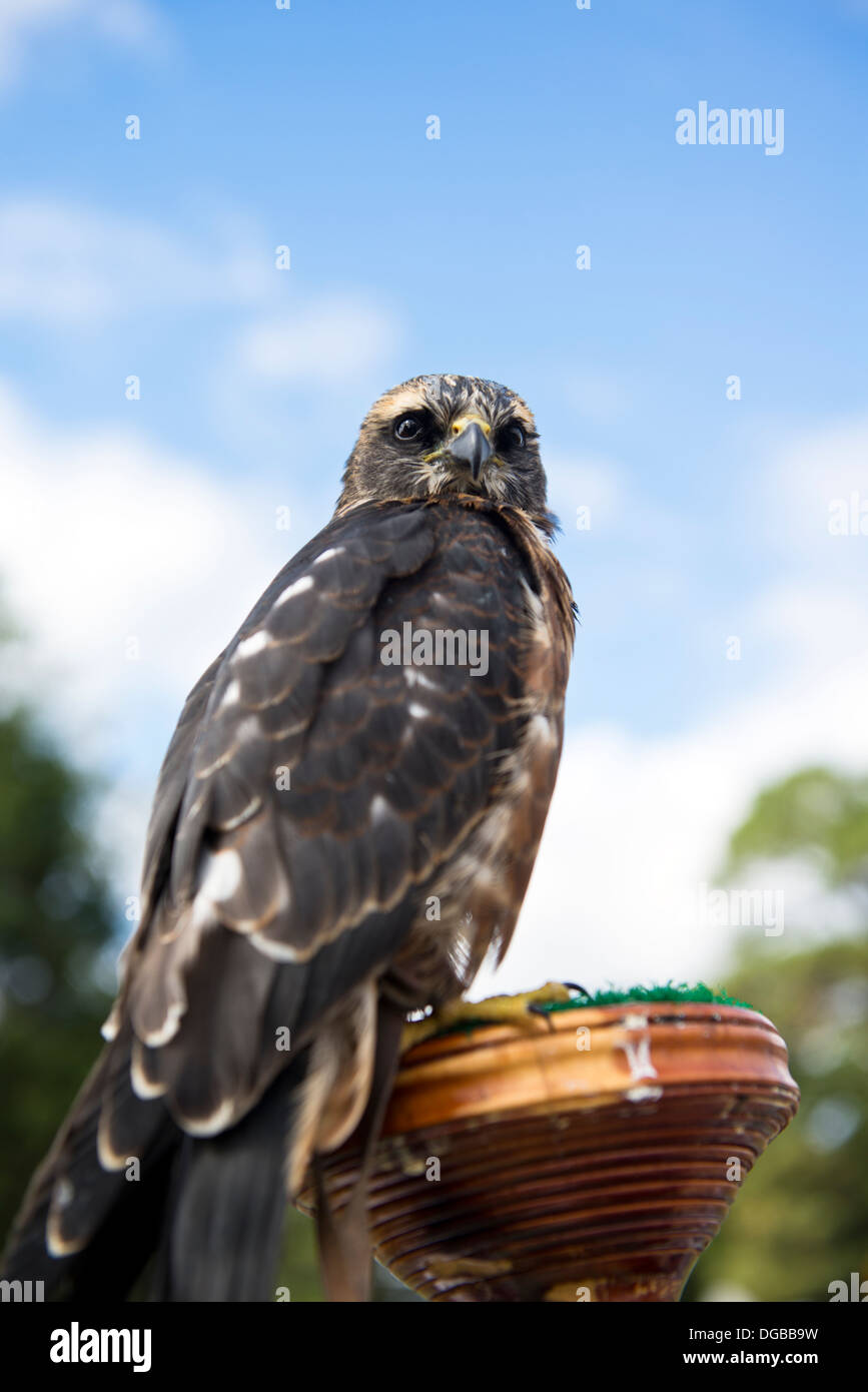 Red-tailed Hawk (Buteo jamaicensis) / Red Tailed / Shouldered Hawk bird ...
