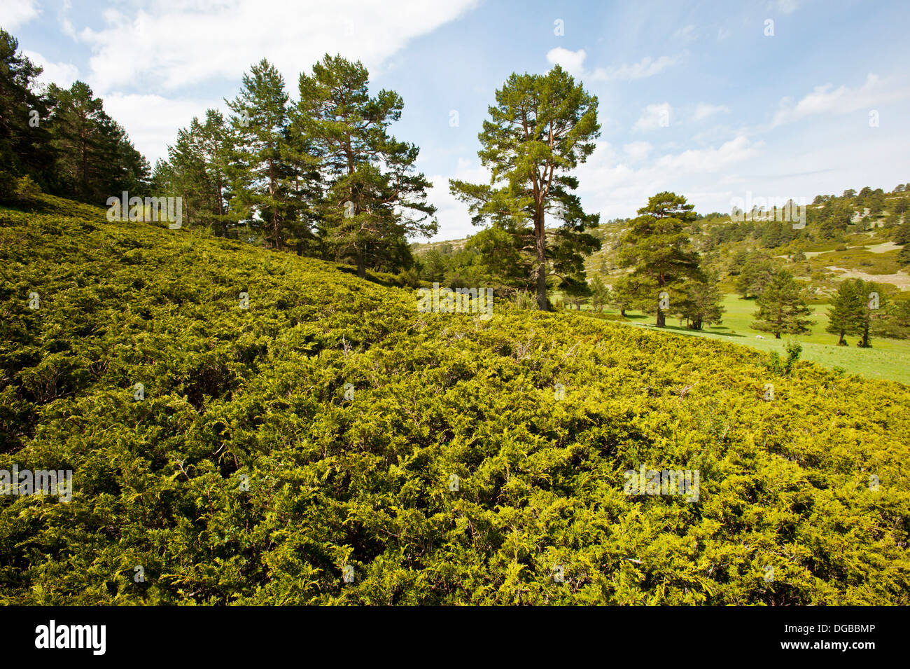 La sabina tree hi-res stock photography and images - Alamy