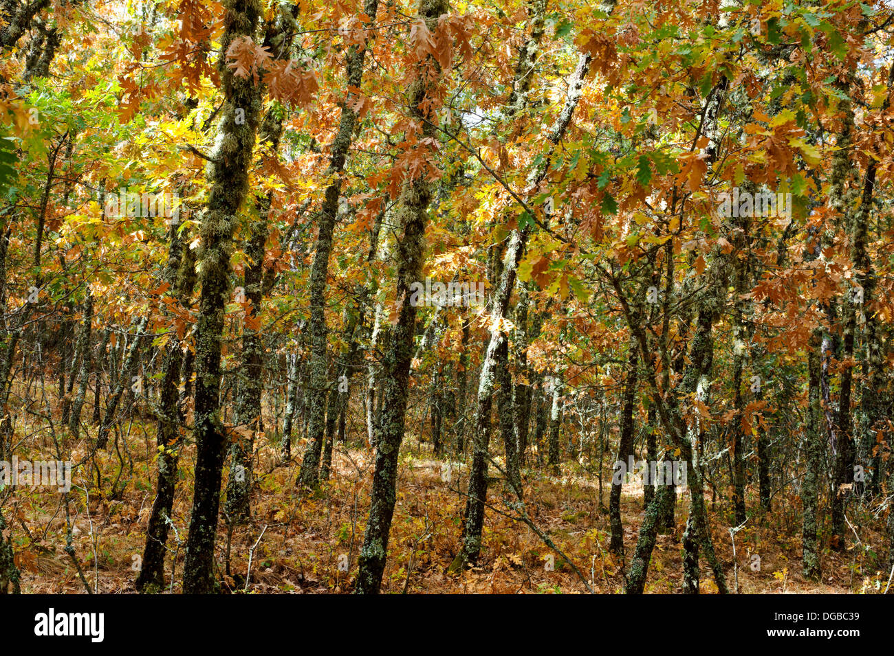 Pyrenean Oak (Quercus pyrenaica) forest, Poyatos, Serranía de Cuenca ...