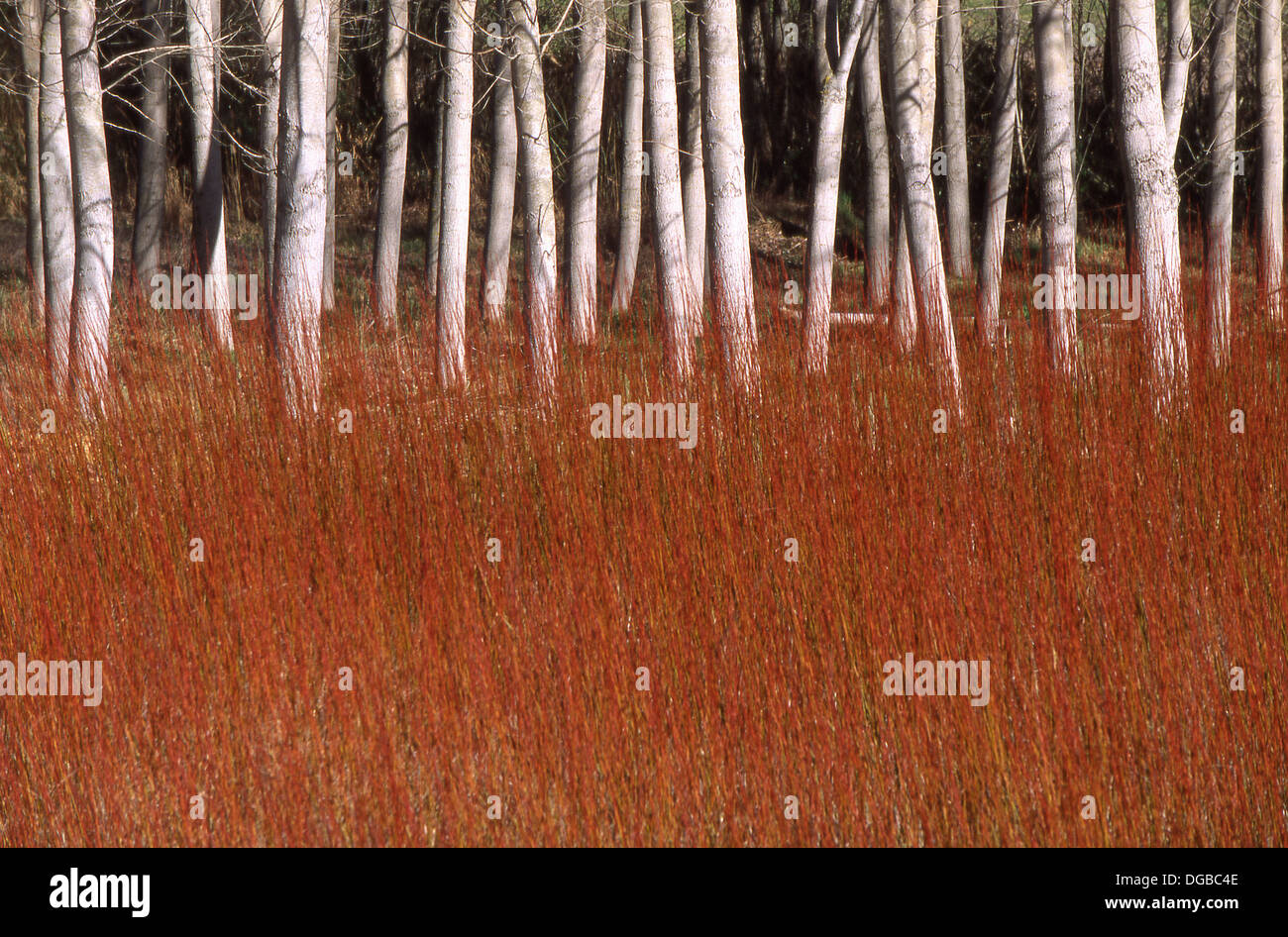 Poplar plants hi-res stock photography and images - Alamy