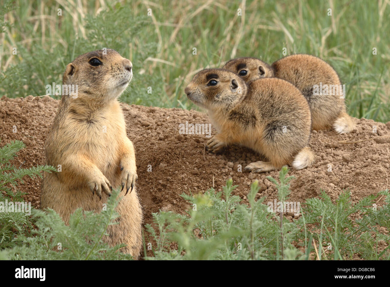 A White-tailed Prairie Dog mother and pups at their den Stock Photo - Alamy
