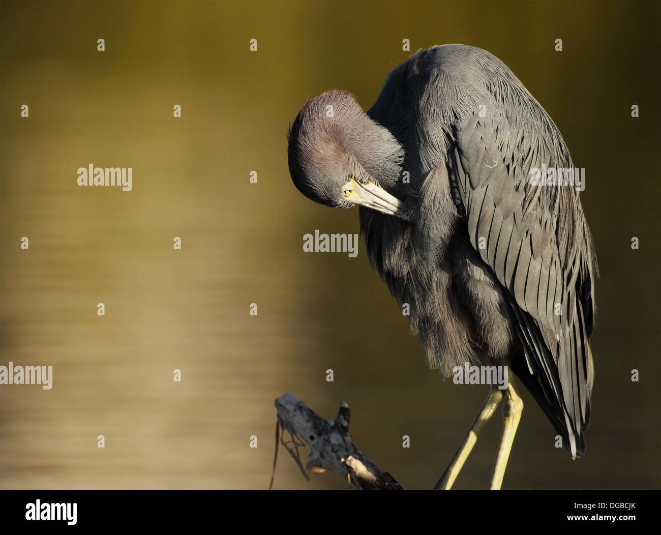 Preening heron hi-res stock photography and images - Alamy